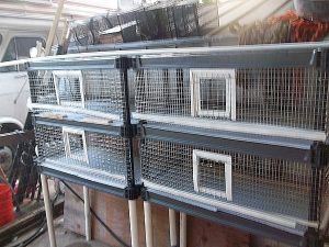 DIY quail pen plan using pre-made shelving system ⋆